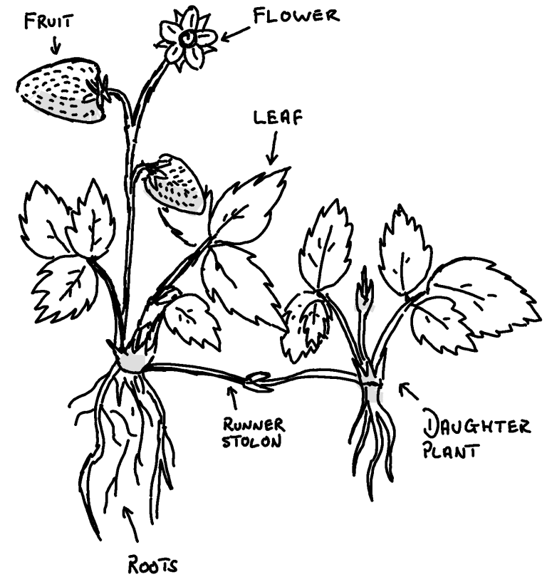 Strawberries at home Part 1 – Vandemonian Homesteader