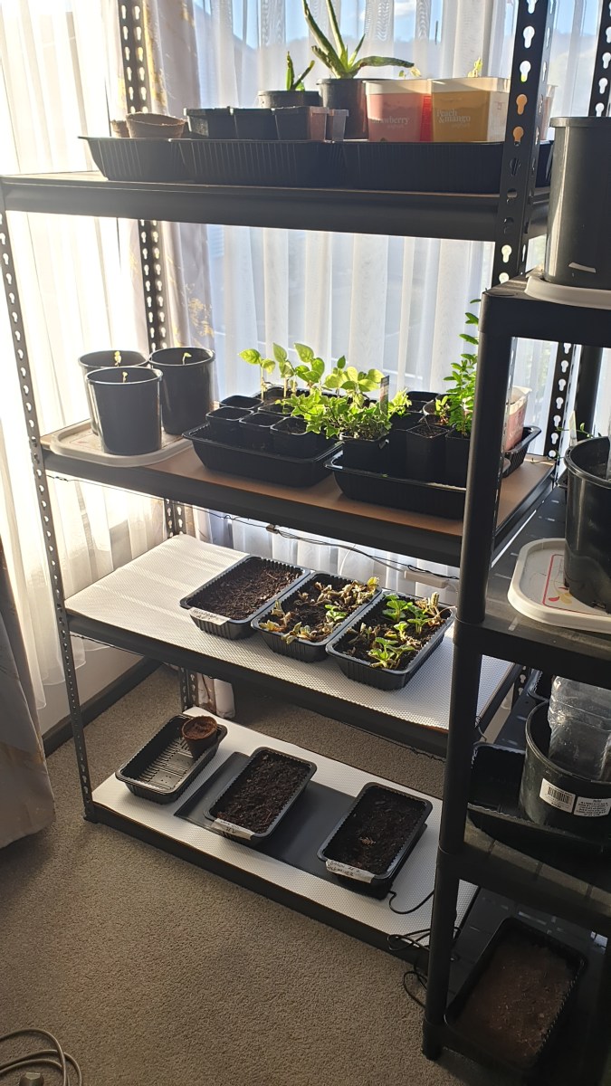 Setting up an indoor propagation station – Vandemonian Homesteader